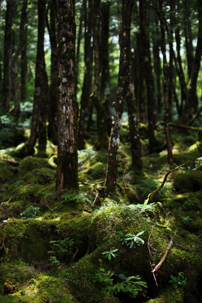 深き森の聲 | GANREF