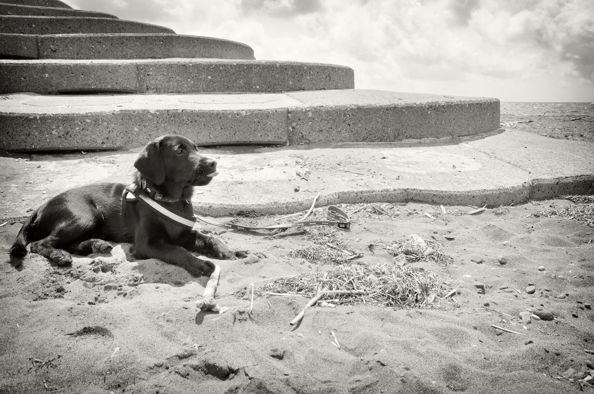 Summer Memories. | GANREF