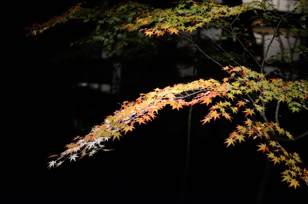 永観堂の紅葉 1 | GANREF
