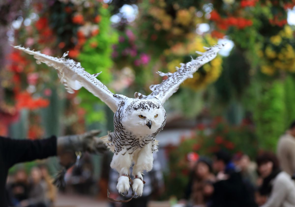 ヘニ―・ファン・へールデンのように！FINAL | GANREF