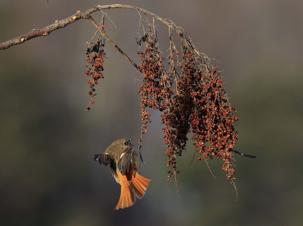 秀麗【Last Dance】 | GANREF