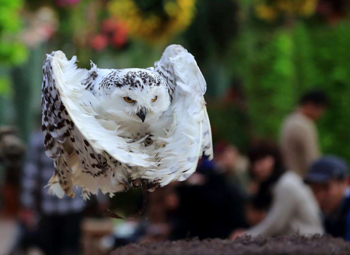 ヘニ―・ファン・へールデンのように！second | GANREF