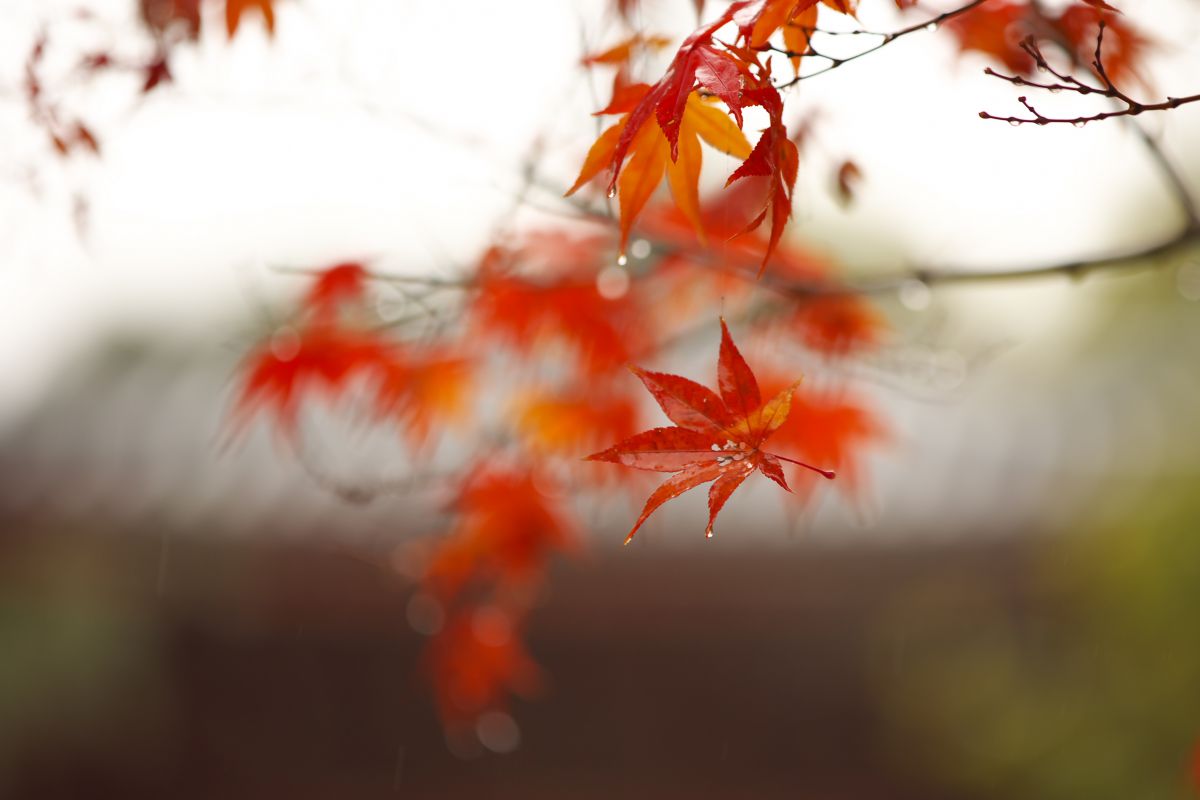 あと少し | GANREF