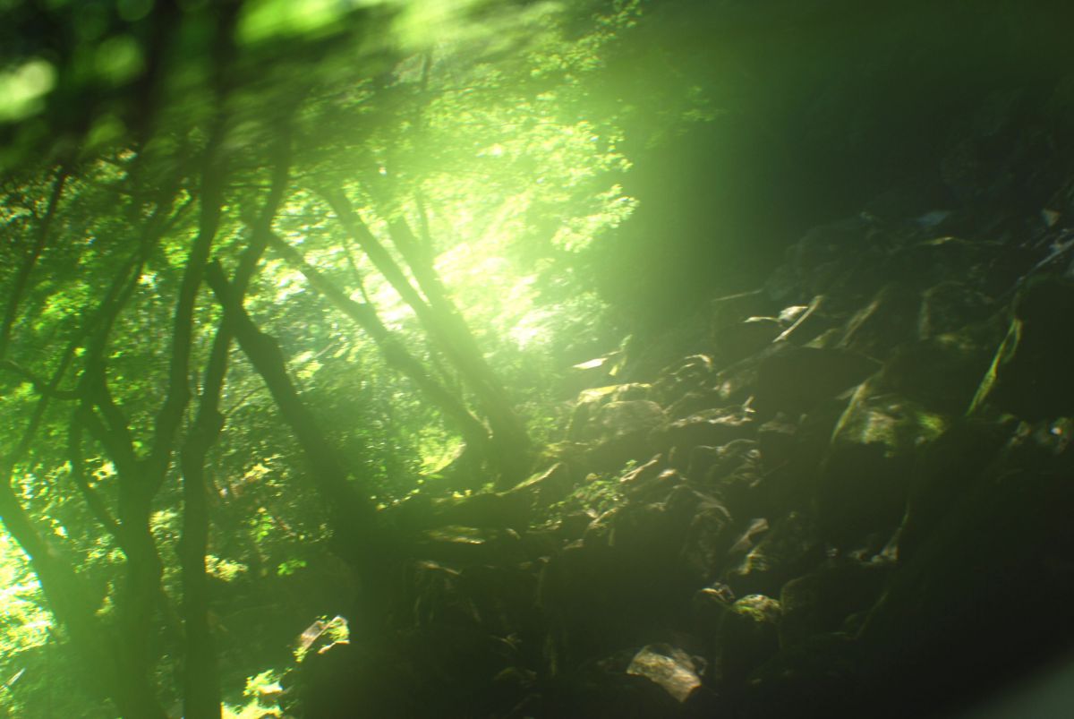 fantasy green | GANREF