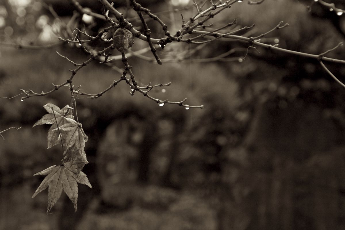 winter is coming | GANREF