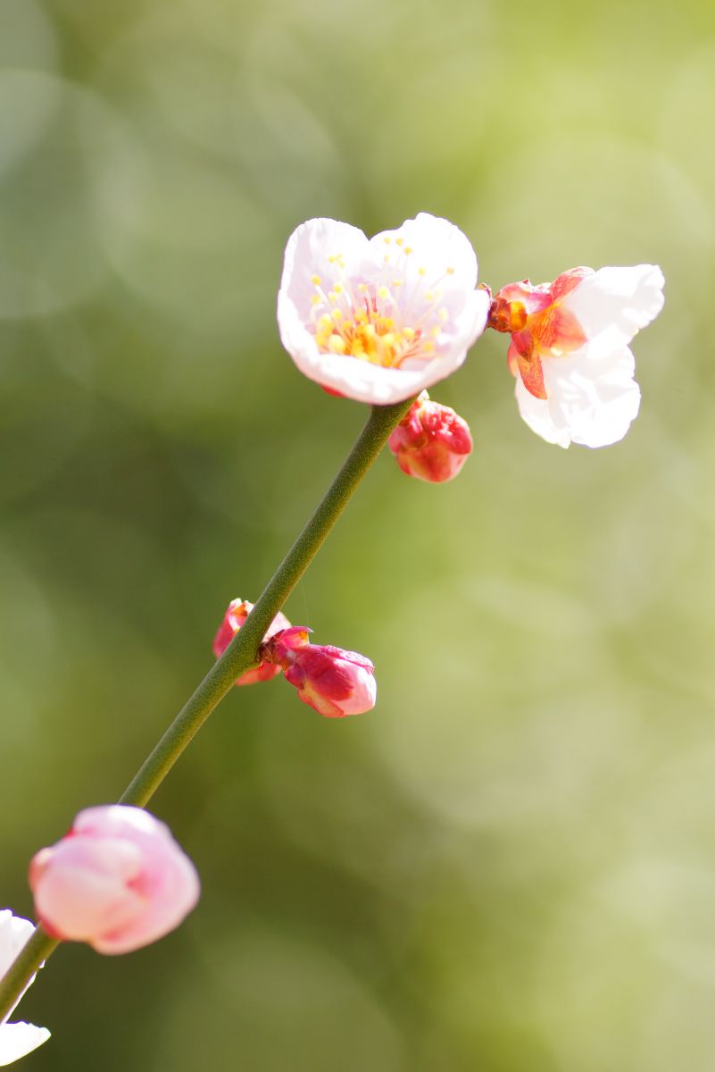 春うらら | GANREF