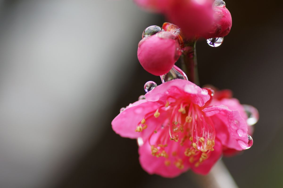 滴を載せて | GANREF