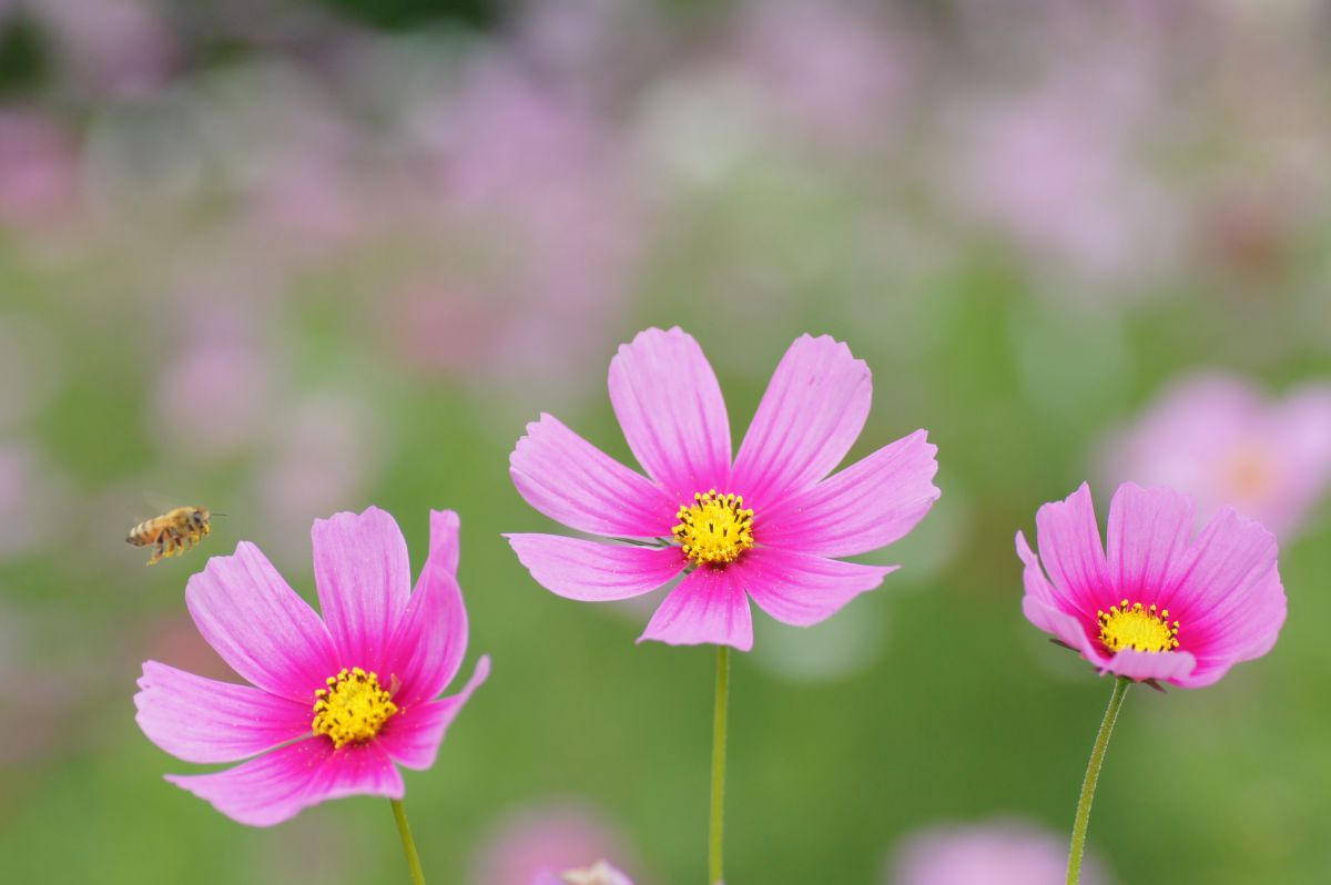 三姉妹.JPG | GANREF