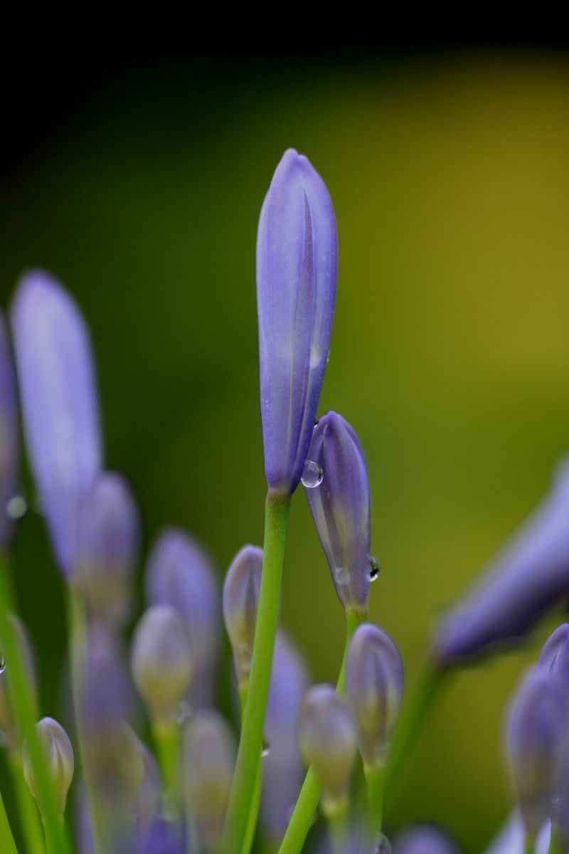 ありがとう♪ | GANREF