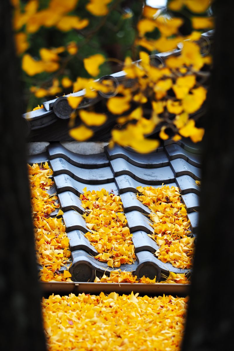 甍も覆う秋 | GANREF