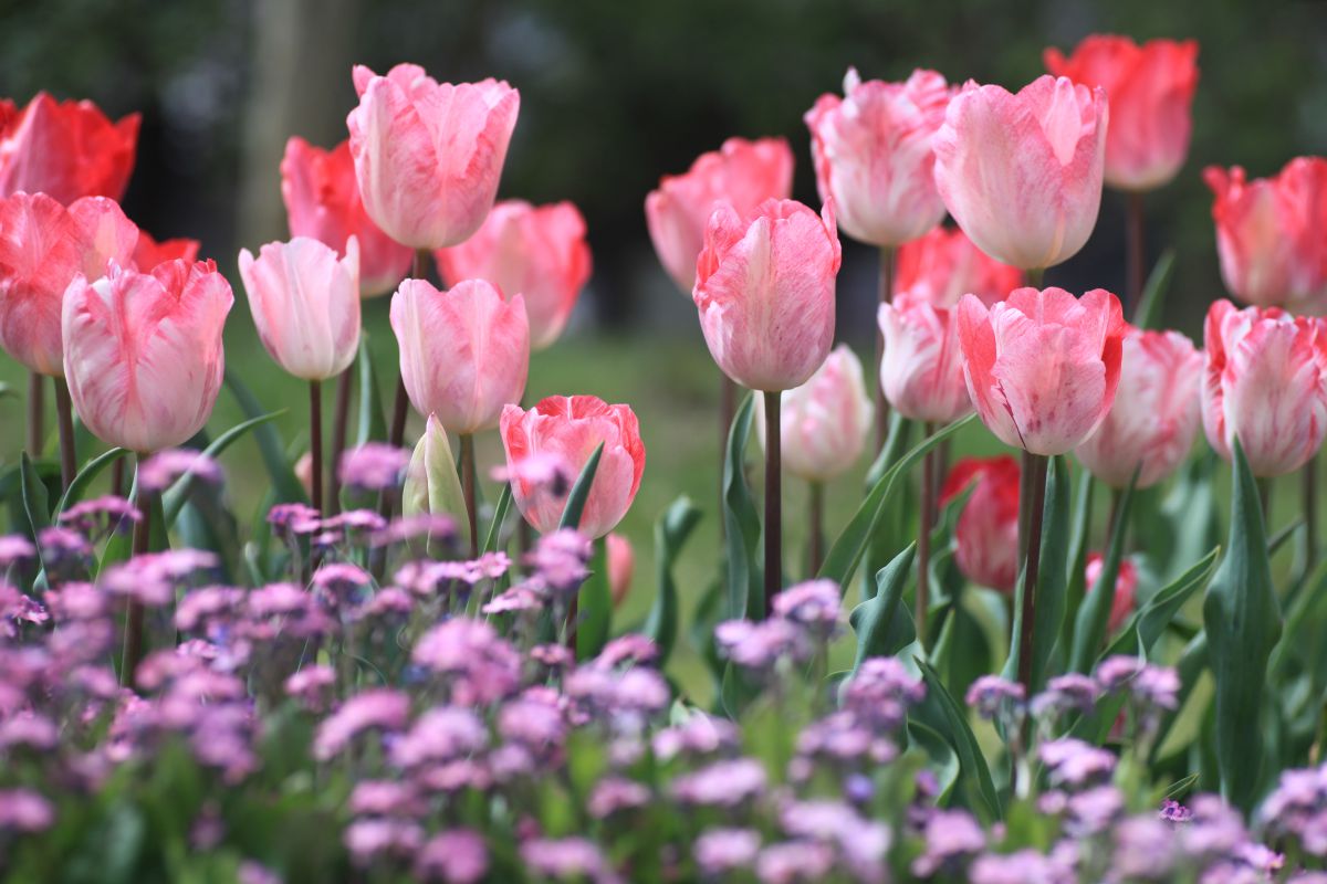 春色の汽車に乗って～～タム180で撮るぞぉ～～♪ | GANREF