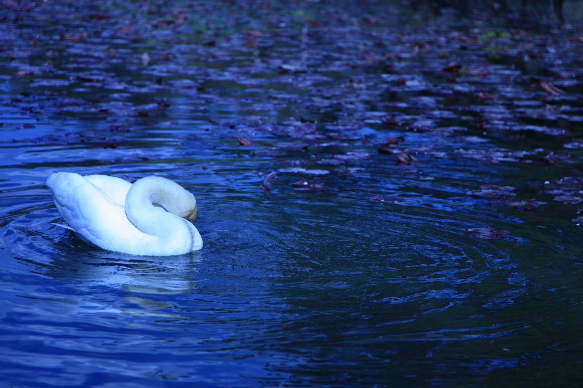 月光に包まれて。。。 | GANREF