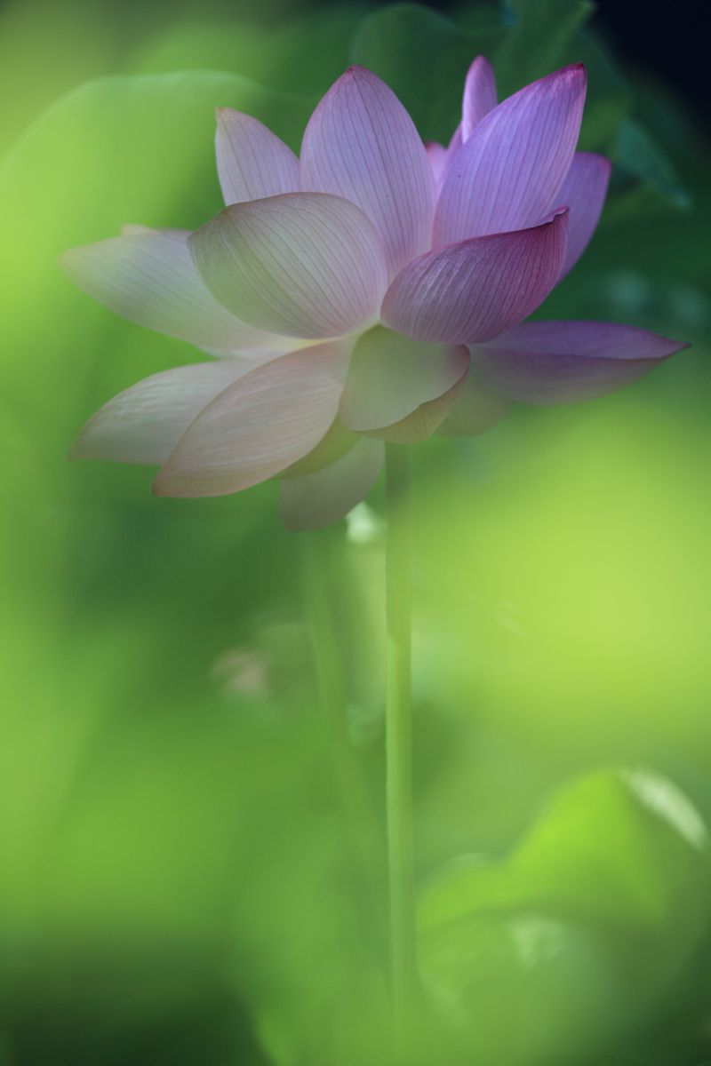 妖精の化身 | GANREF