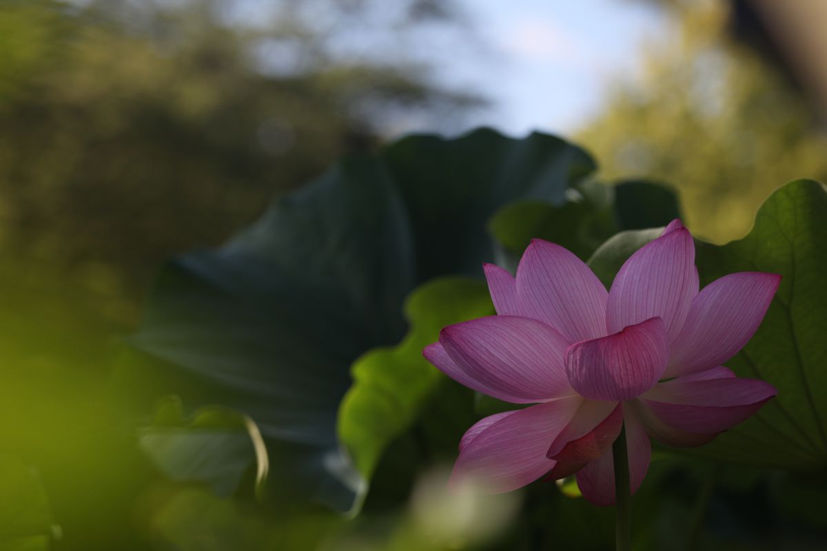 天からの贈り物。 | GANREF