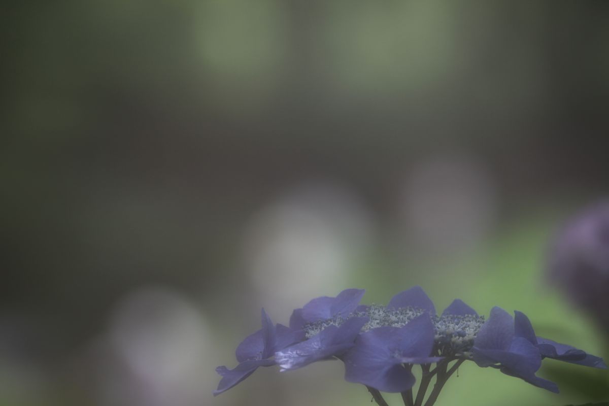 夢に包まれて。 | GANREF