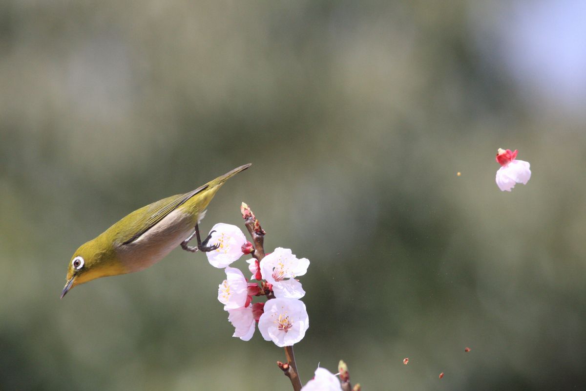 バックパス | GANREF