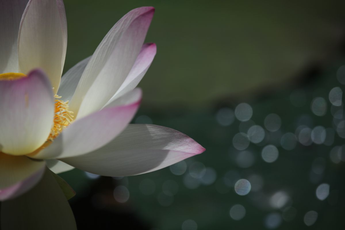 輝いた水面の上で | GANREF