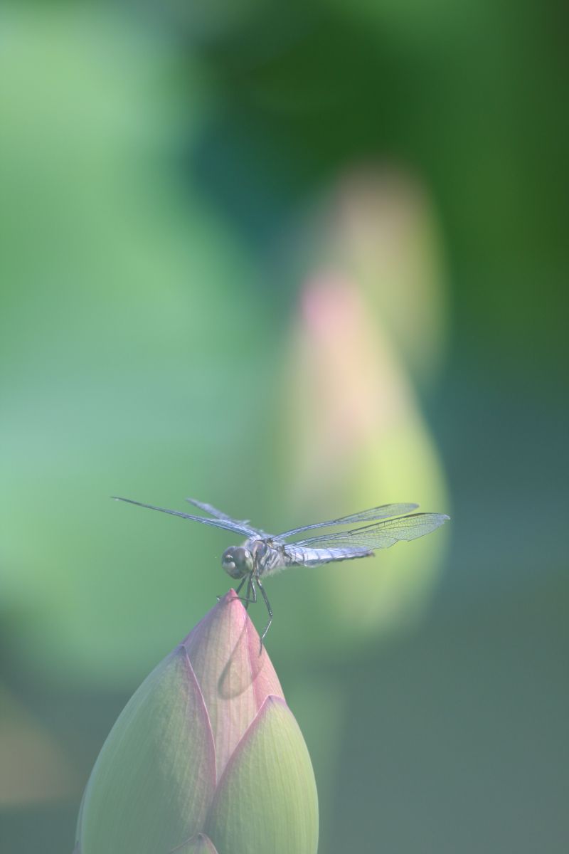 静寂の時 | GANREF