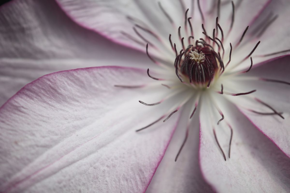 やっぱり撮ってしまった。 | GANREF