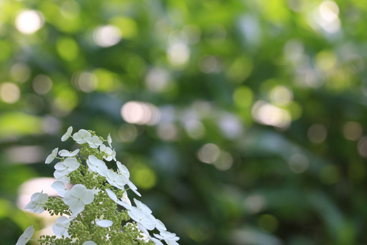 華やかに | GANREF