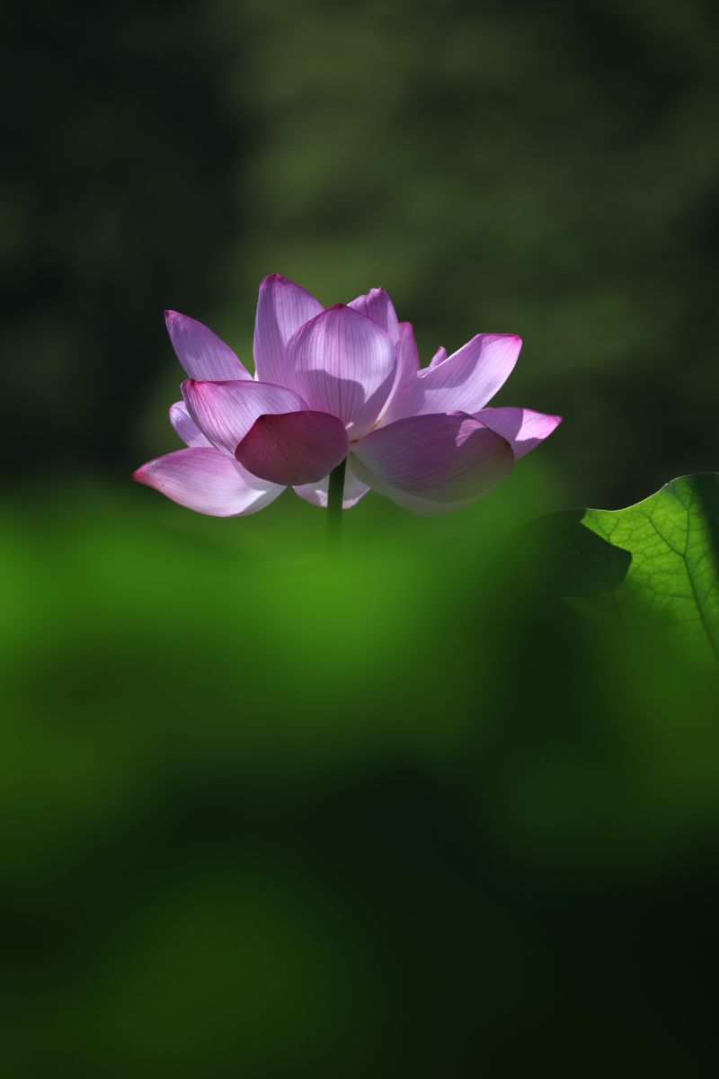 優しい調べの中で。 | GANREF