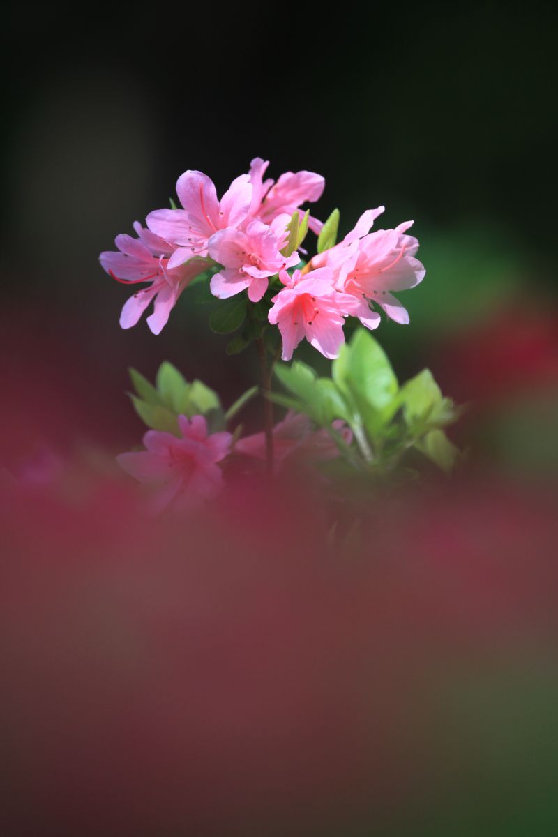 密やかに輝いて | GANREF