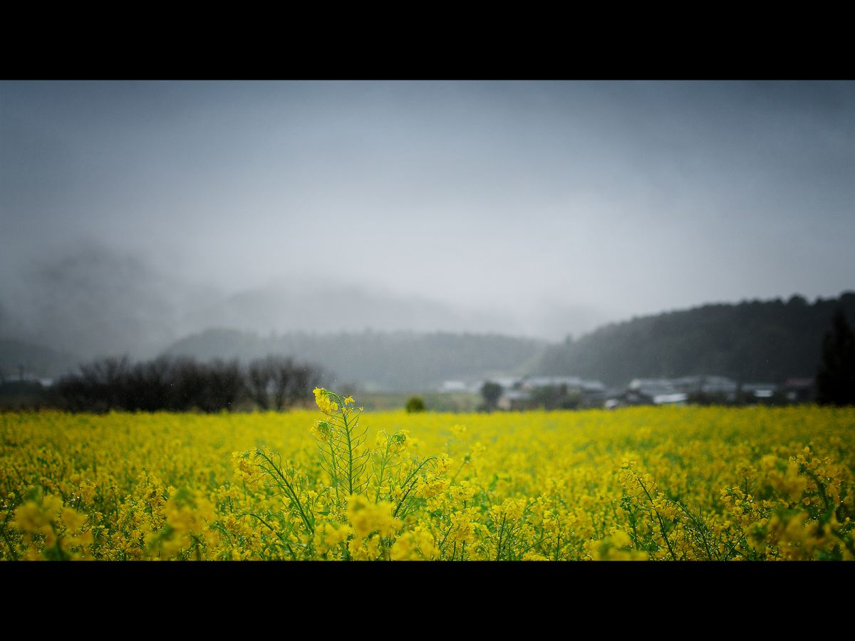 rain will fall | GANREF