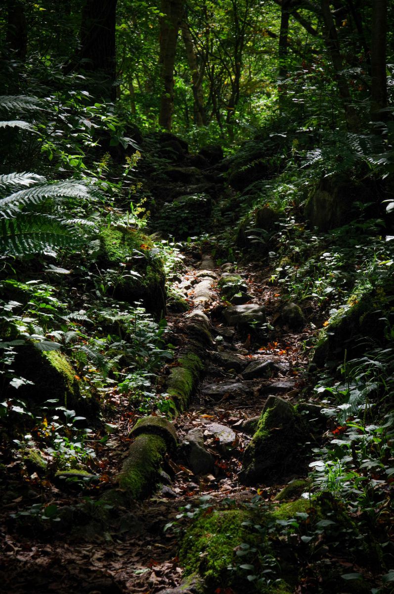 苔むした配管 | GANREF