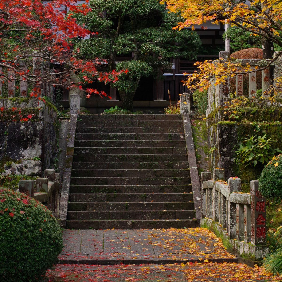 紅葉・黄葉 | GANREF