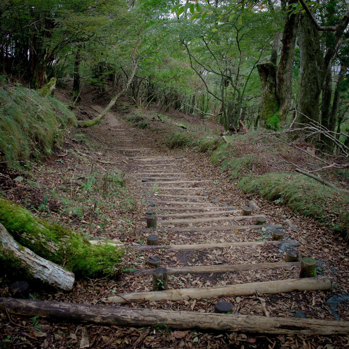 登山道 その1 | GANREF