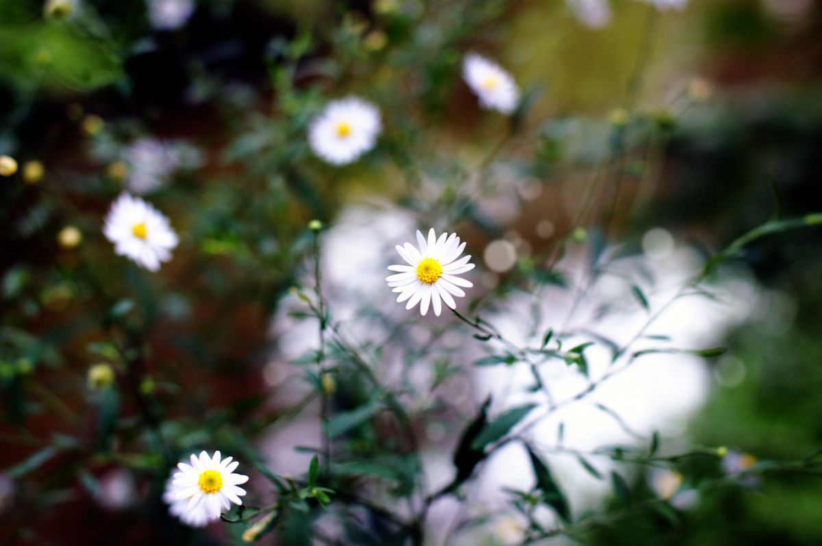 君のつぶやき | GANREF