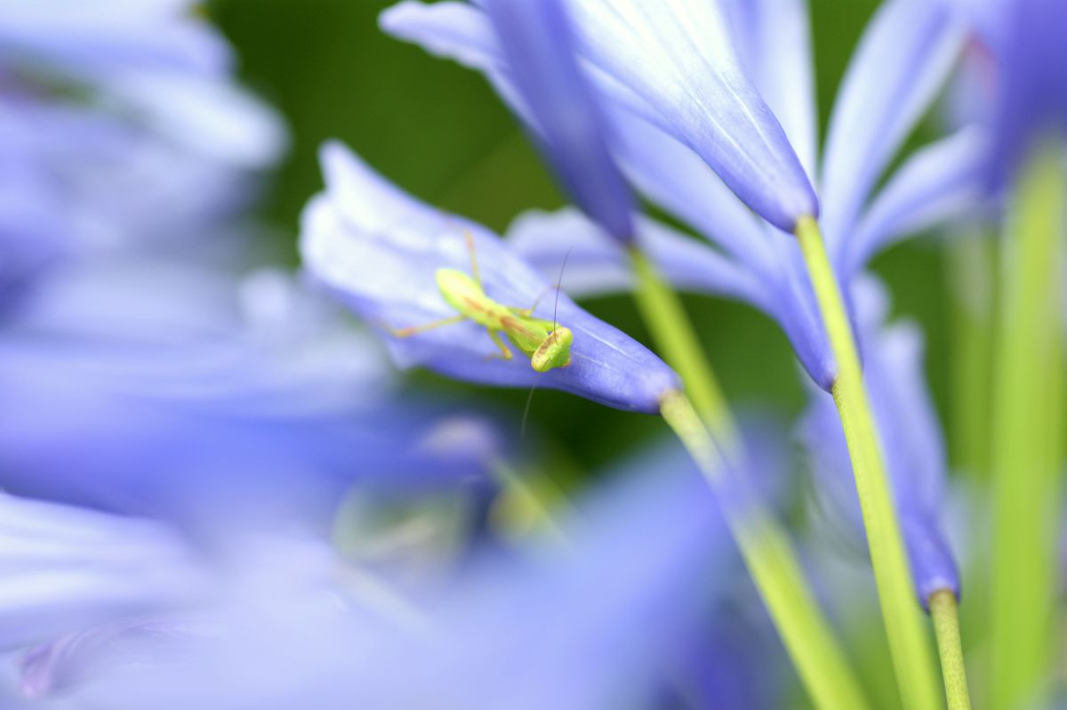 みっかっちゃった～？ | GANREF