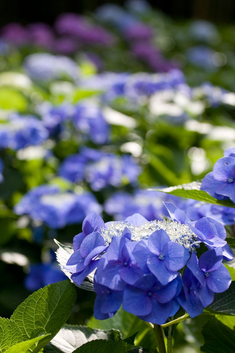 紫陽花 | GANREF