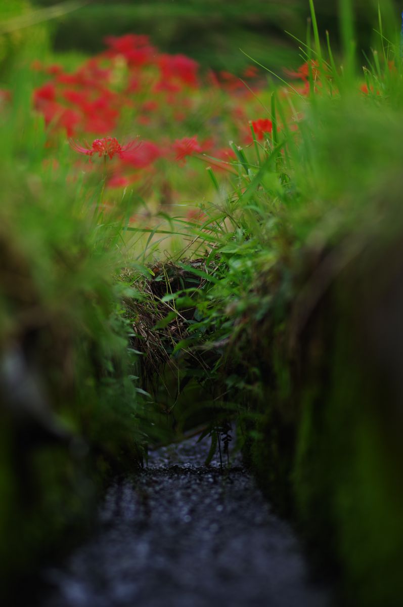 溝の中から… | GANREF