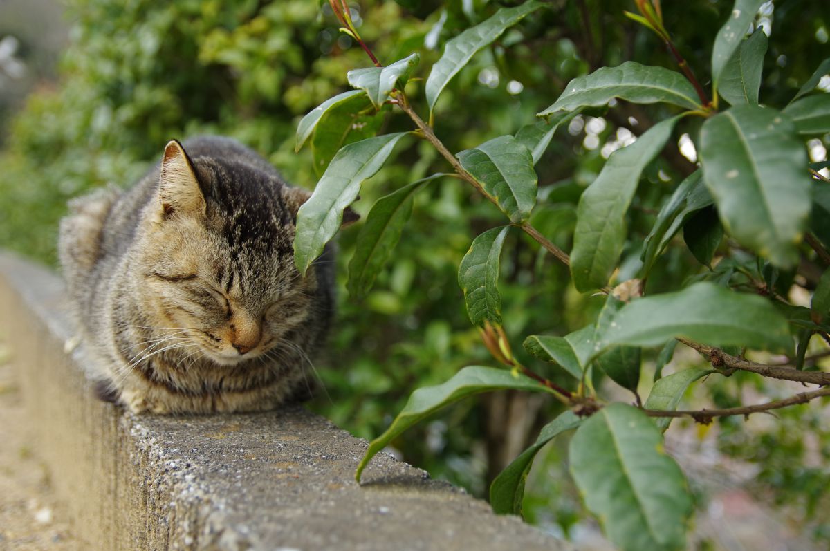 うたた寝 | GANREF