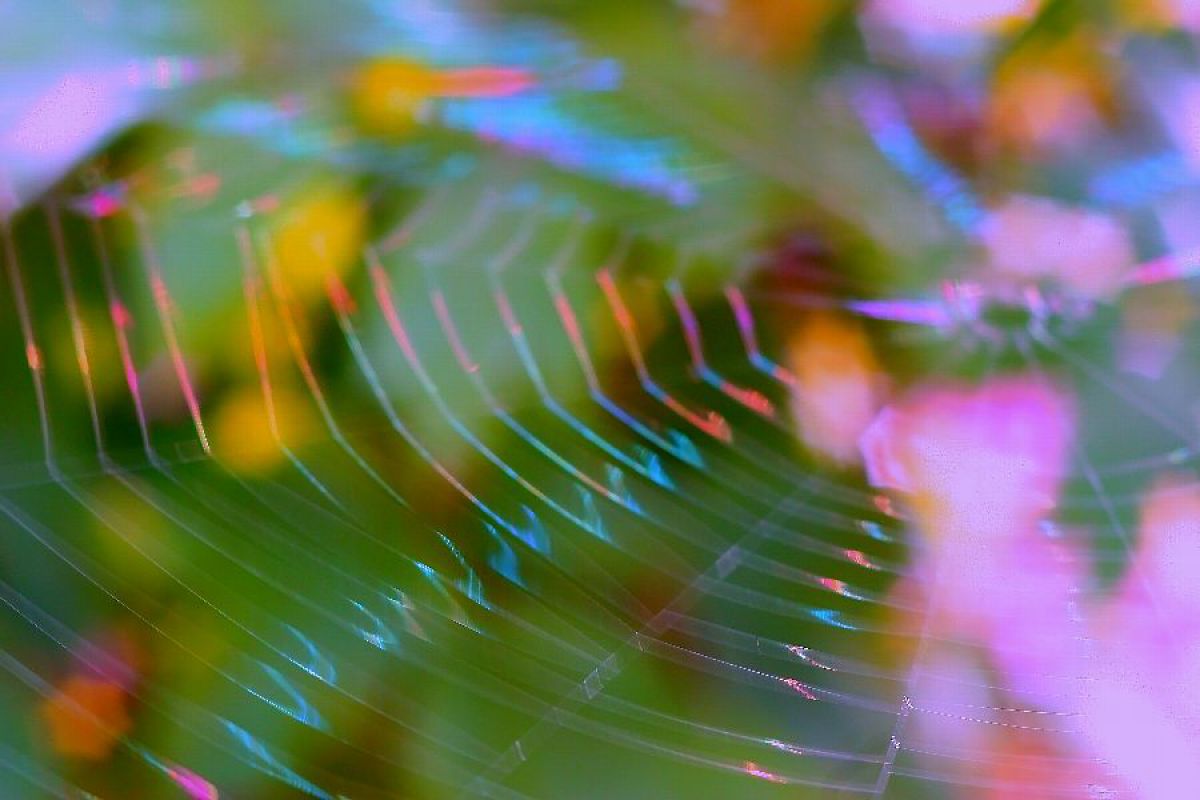 虹色spider's web 2 | GANREF