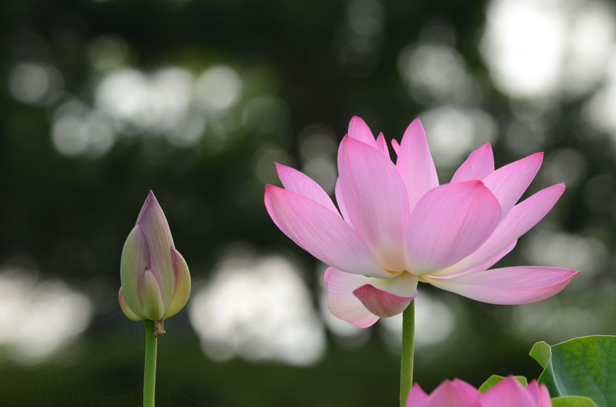 before after | GANREF