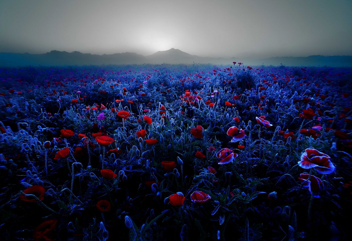 禁断の花園 Take2 | GANREF