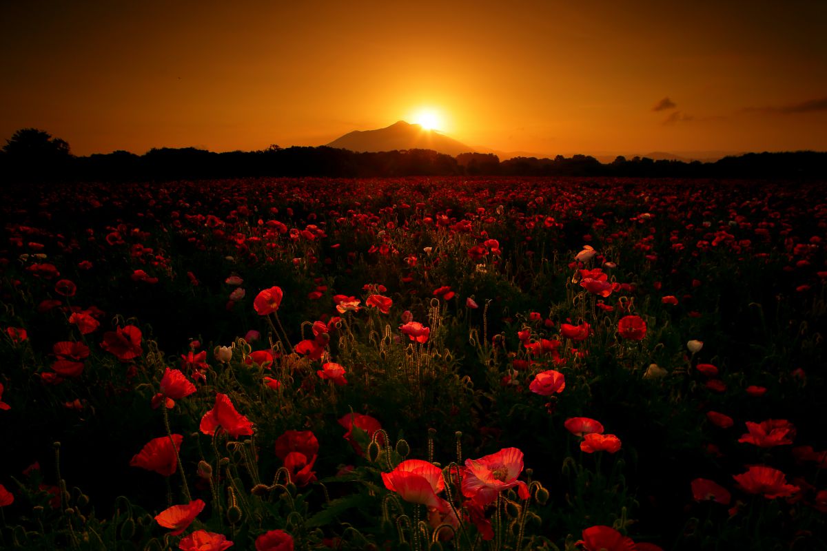 God's garden Ⅱ | GANREF