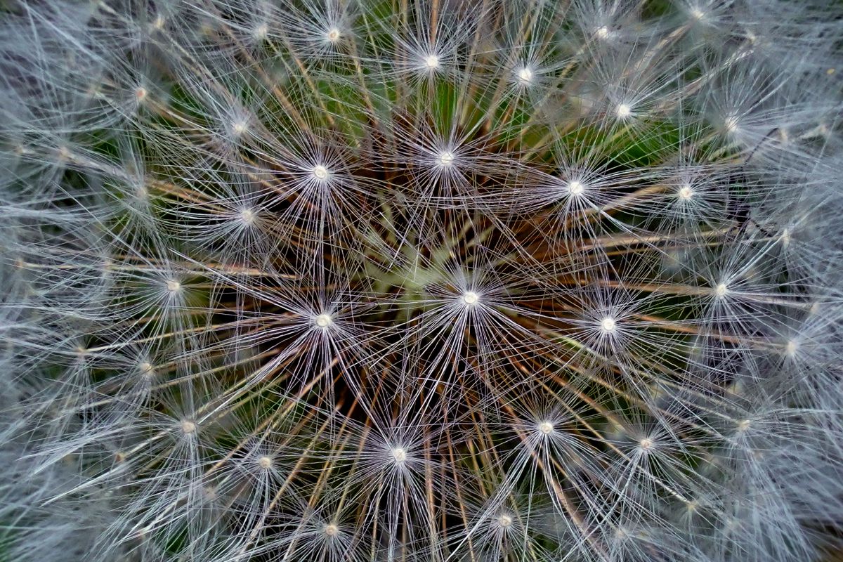 Dandelion fluff.jpg | GANREF