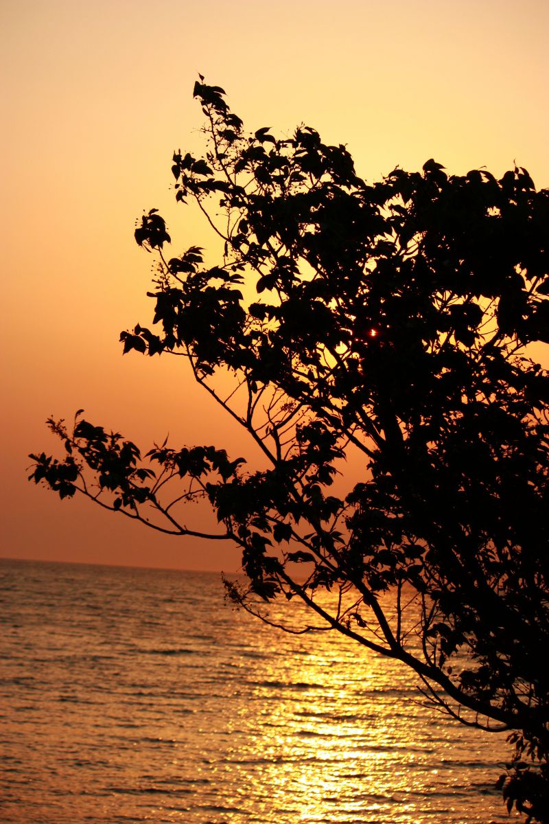 sunset tree | GANREF