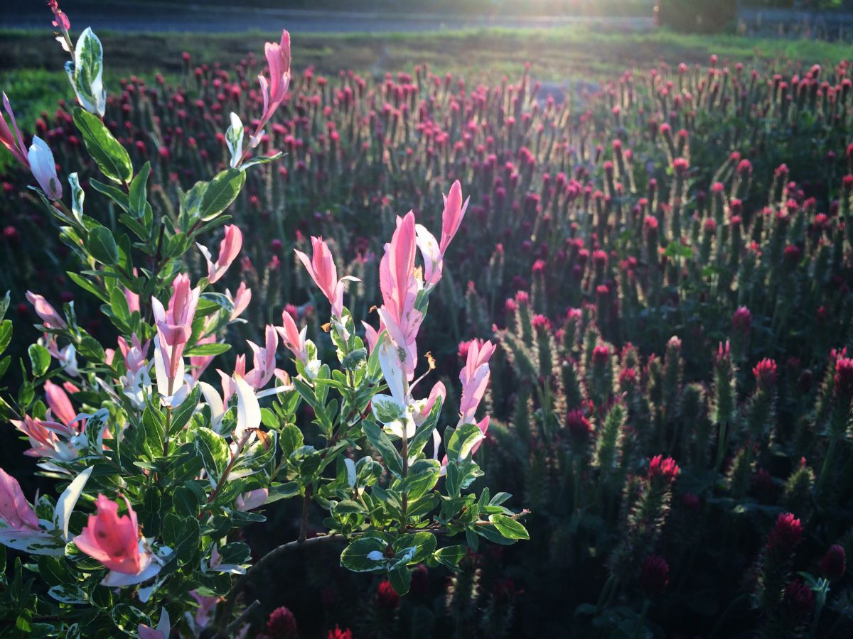 Tomoko's garden | GANREF