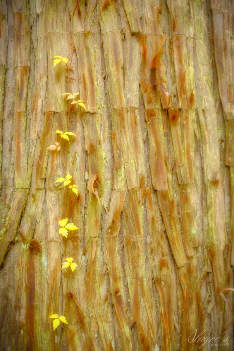 Climbing tree | GANREF