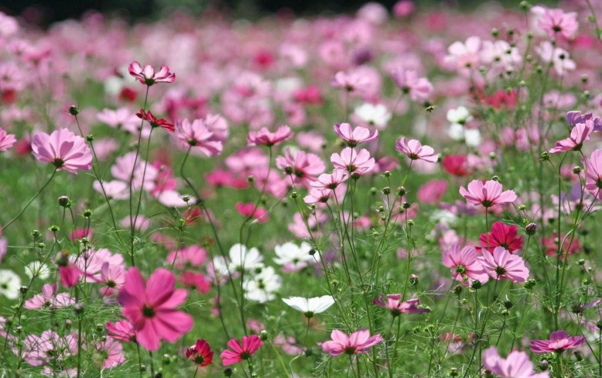 コスモス-11.jpg | GANREF