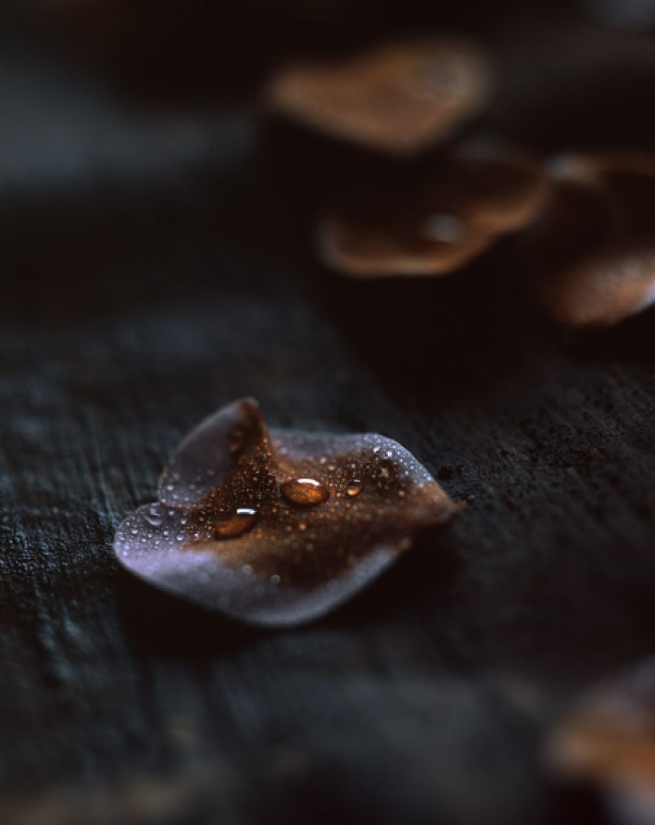 Life ♯025 | GANREF