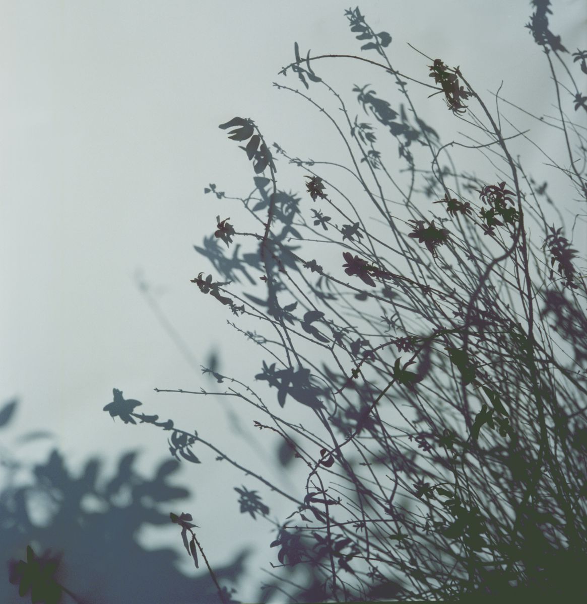 Silhouette ♯013 | GANREF