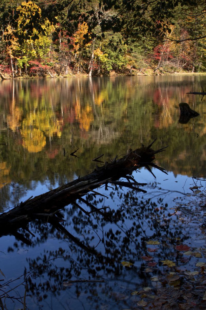 秋彩写し | GANREF