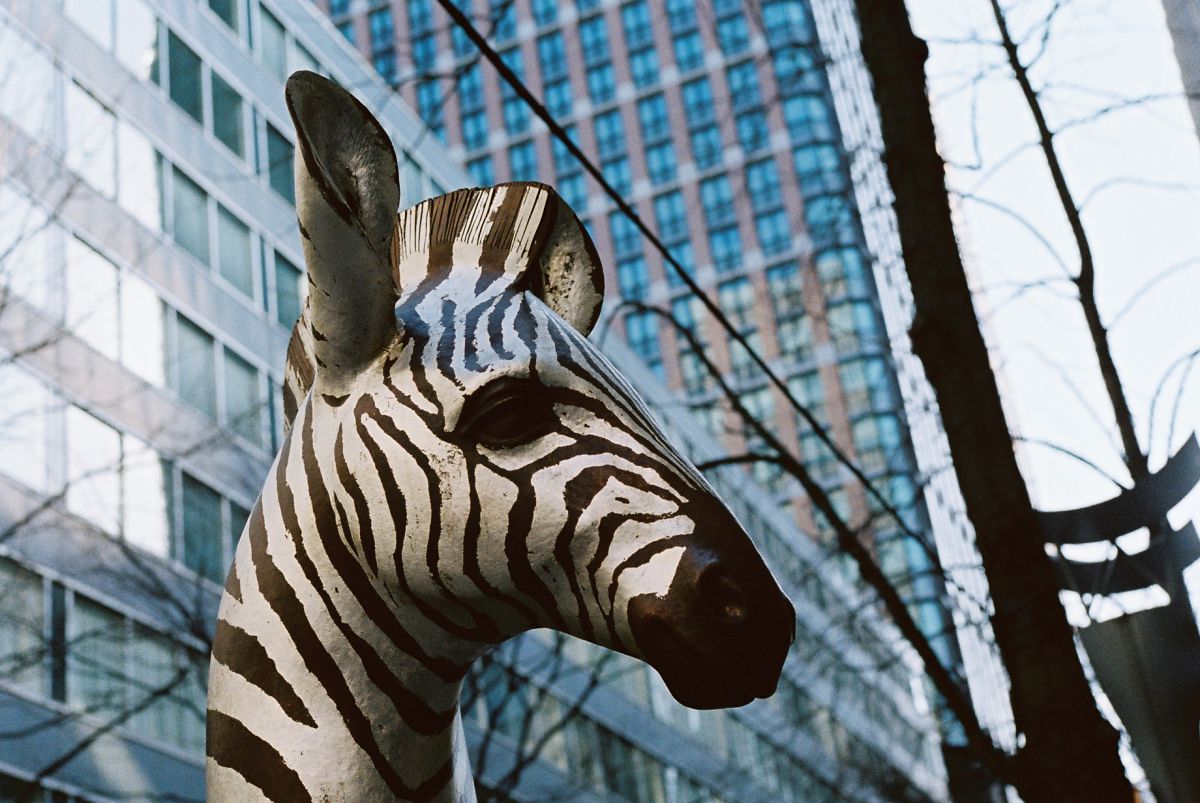 ZEBRA | GANREF