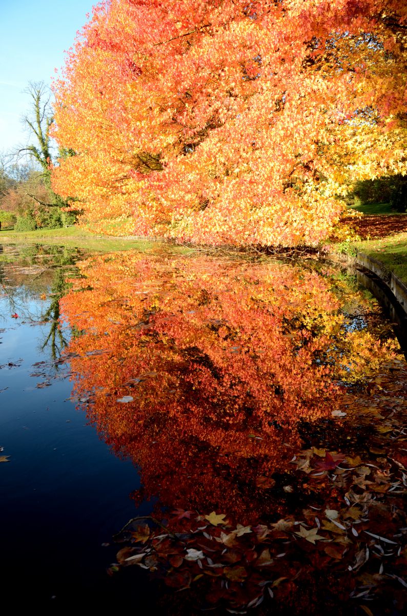 autumn colors 』 | GANREF