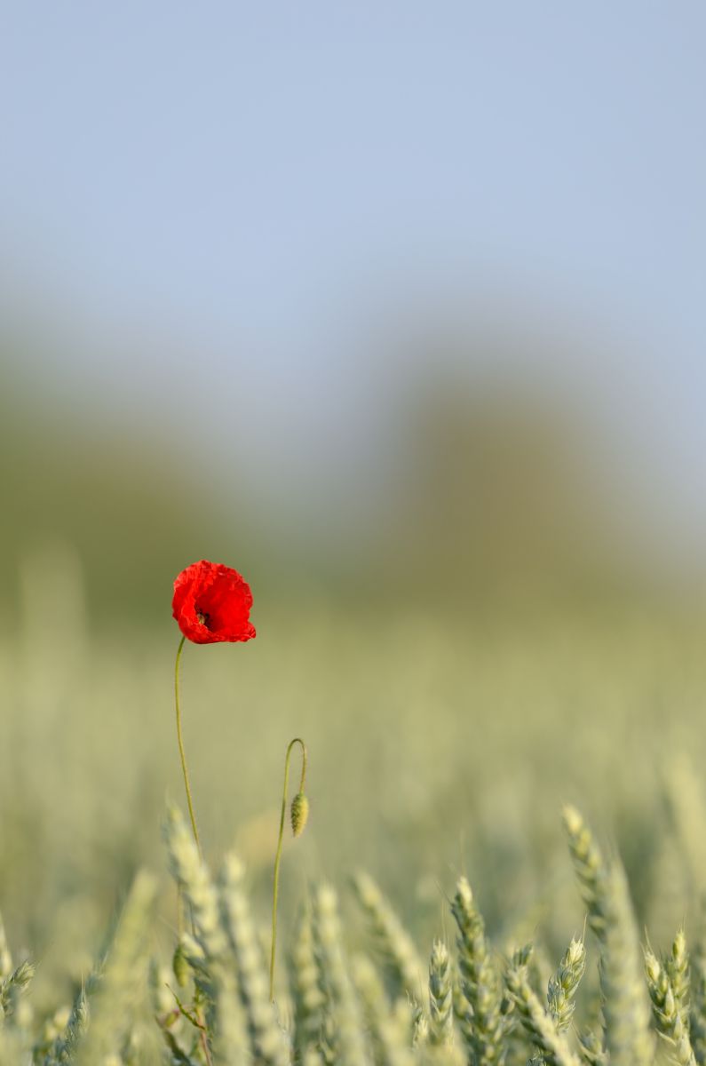 First World War centenary 』 | GANREF